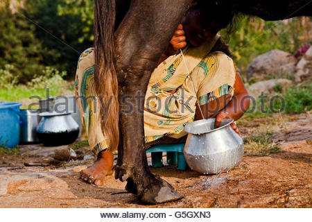 Indian woman milking buffalo in rural Rajasthan Stock Photo: 49636644 ...