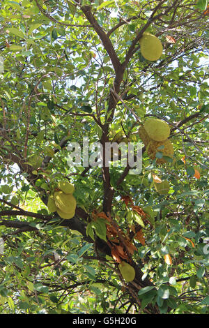 Jackfruit tree in Chiang Mai, Thailand Stock Photo - Alamy