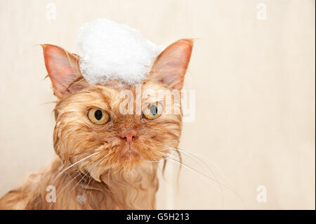 Cat taking a bath Stock Photo - Alamy
