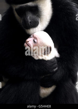 New baby colobus monkey at London Zoo Stock Photo - Alamy