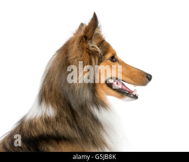 Shetland Sheepdog Sheltie side profile Stock Photo - Alamy