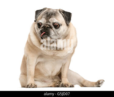 Handicapped Pug sitting in front of white background Stock Photo - Alamy
