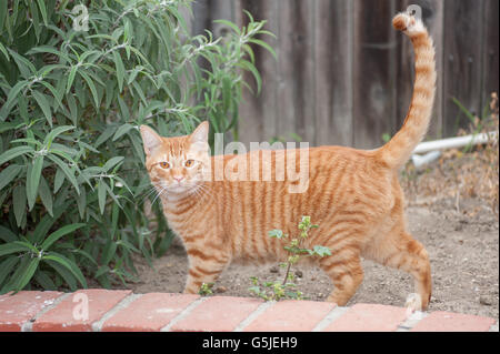 Orange tabby cat standing with tail raised high and pink flea collar on ...