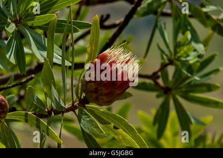 Protea flowers, South African flowering plants, sugarbushes Stock Photo ...