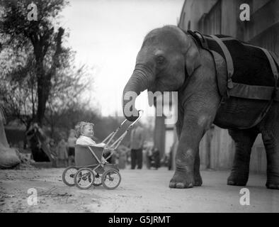 Elephant ride at London Zoo Stock Photo - Alamy
