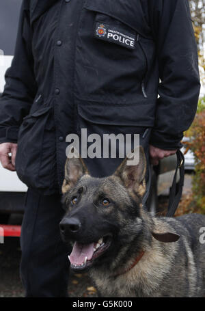 A Greater Manchester Police Dog Handler with his search dog Stock Photo ...
