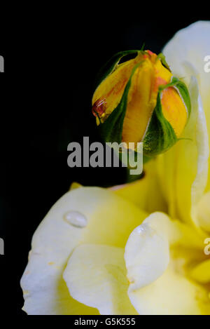 New Rose bud Stock Photo - Alamy