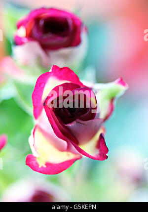 macro photo bush mottled red rose Stock Photo - Alamy