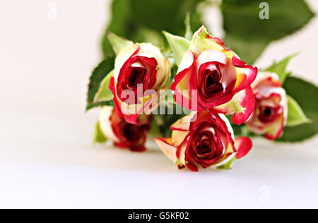 macro photo bush mottled red rose Stock Photo - Alamy