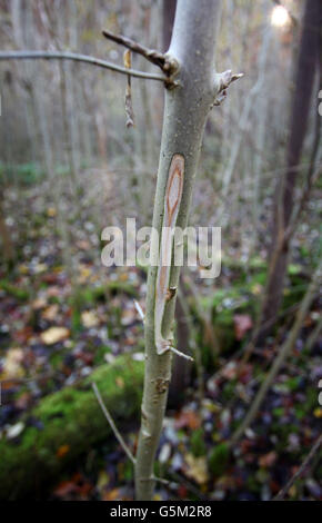A general view of a young Common Ash Tree in woodland near Canterbury ...