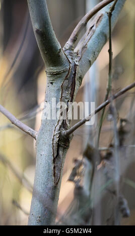 A general view of a young Common Ash Tree with wilting leaves in ...