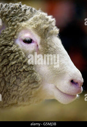 Dolly The Sheep, the world's first cloned mammal, created by Professor ...