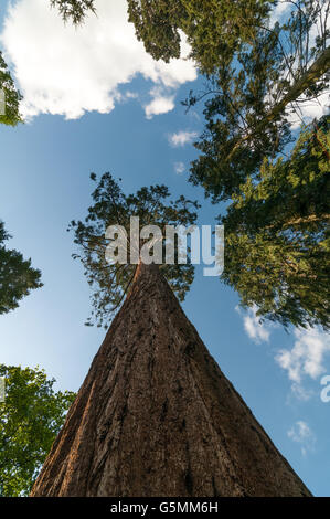 Looking up into tree Stock Photo - Alamy
