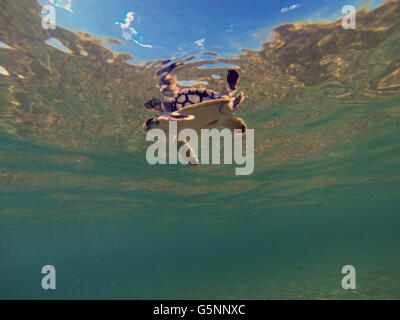 Australian flatback sea turtle hatchlings, Natator depressus, crawl ...