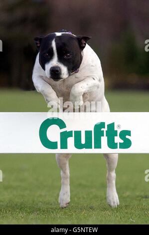 Cruft's old logo Stock Photo - Alamy