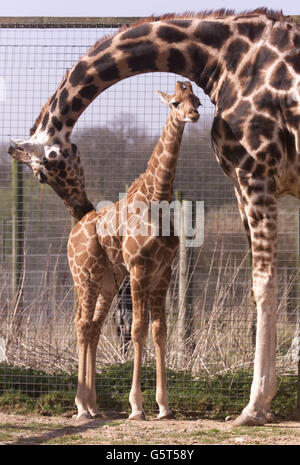 Biffa the giraffe Stock Photo - Alamy