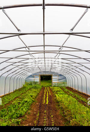 A polytunnel for growing crops Stock Photo - Alamy