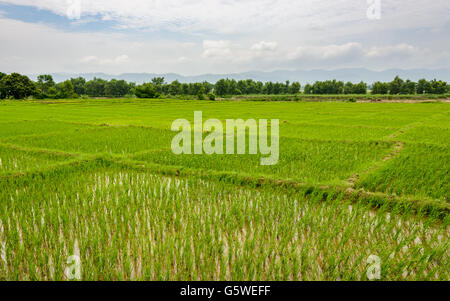 Rice paddy fields in the Dang valley in Terai, Nepal Stock Photo - Alamy