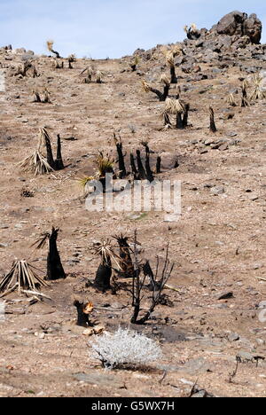 Burned Joshua Tree Stock Photo - Alamy