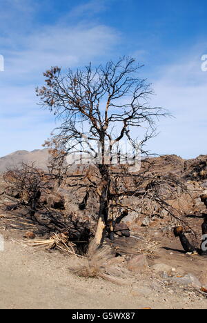 Burned Joshua Tree Stock Photo - Alamy