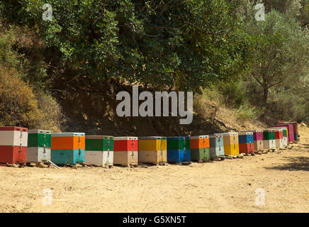 Row of colourful wooden beehives for honey bees (Apis mellifera) in ...