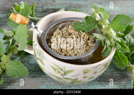 Common horehound tea / (Marrubium vulgare) / hound's-bane, white ...
