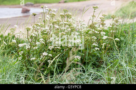 SCOTS LOVAGE Ligusticum scoticum (Apiaceae Stock Photo - Alamy