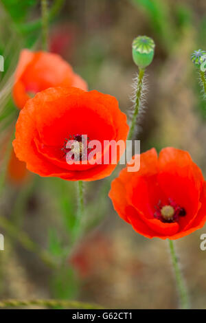 Common poppy field, its scientific name is Papaver rhoeas Stock Photo ...