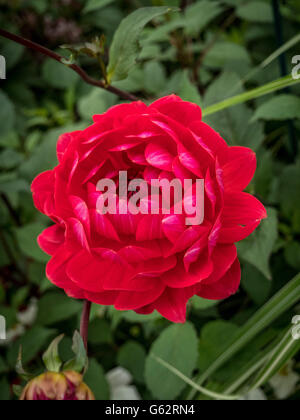 red and pink Dahlia flower close up Stock Photo - Alamy