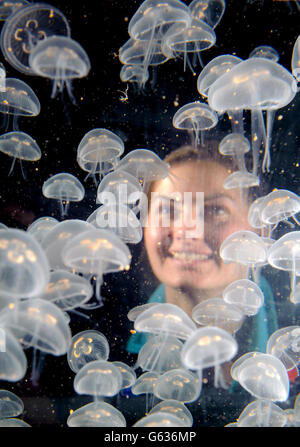 Aquarist Ruth Chamberlain looks at a kreisel full of baby Moon ...