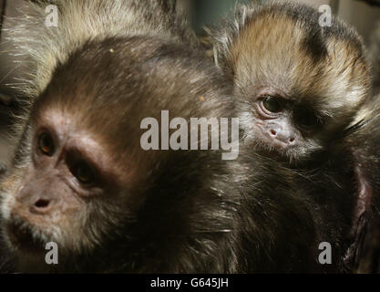 Yellow-breasted capuchin monkey Stock Photo - Alamy