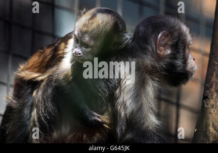 Yellow-breasted capuchin monkey Stock Photo - Alamy