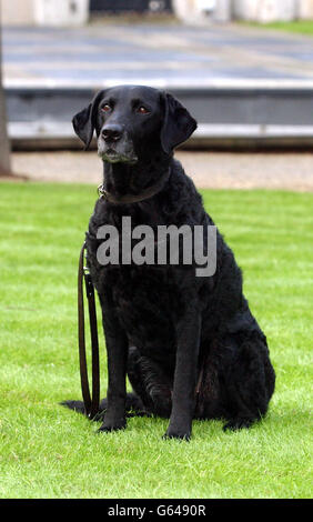 David Blunkett's guide dog Sadie rests as the Home Secretary delievers ...