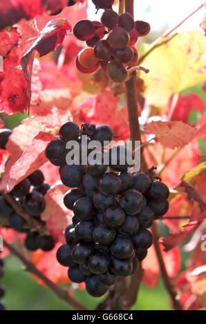 Vines (Vitis vinifera) with red grapes in Kappelrodeck, Ortenaukreis ...