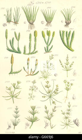 Common club moss, Lycopodium clavatum. Handcoloured stipple copperplate ...