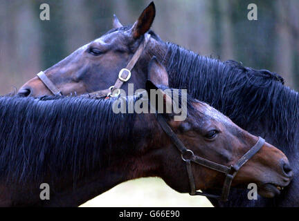 Royal Stud Sandringham Estate, Sandringham, Norfolk Stock Photo - Alamy