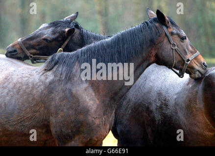 Royal Stud Sandringham Estate, Sandringham, Norfolk Stock Photo - Alamy