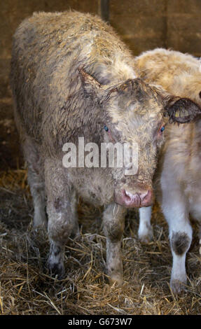 Irish moiled cow Stock Photo - Alamy