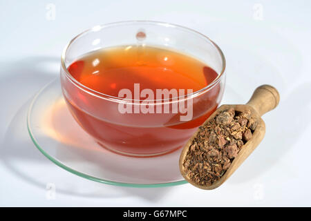 Cup of bloodroot tea, dried root and bloodroot tincture, tormentil ...