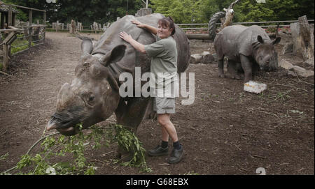Keeper Sue Gaffing Greater with one-horned Indian rhino Bertus at ...