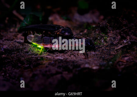common glow-worm, Germany / (Lampyris noctiluca Stock Photo: 107161886 ...