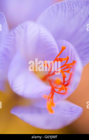 A vertical closeup shot of blooming crocus flowers on a field Stock ...