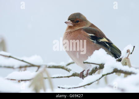 Common chaffinch (Fringilla coelebs) Germany Stock Photo - Alamy