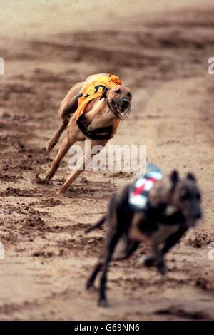 Nottingham Greyhound Racing. Greyhounds racing Stock Photo - Alamy