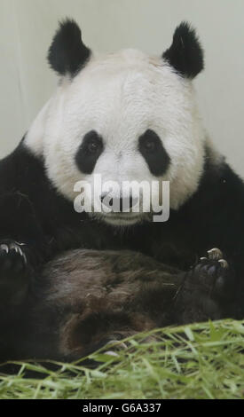Zoo hopeful of panda pregnancy Stock Photo - Alamy