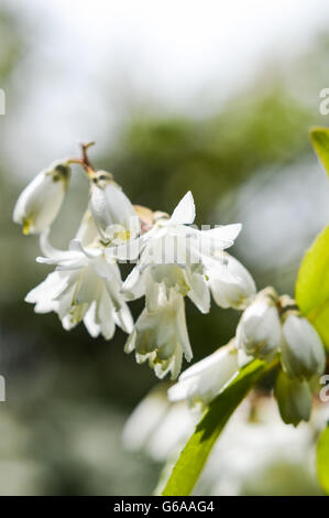 Vertical close-up of white Philadelphus buds and a partially open ...