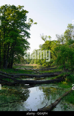 WWF nature reserve Marchegg ( also nature reserve Lower Marchauen ...