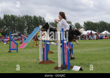 The Kennel Club International Agility Festival Stock Photo - Alamy