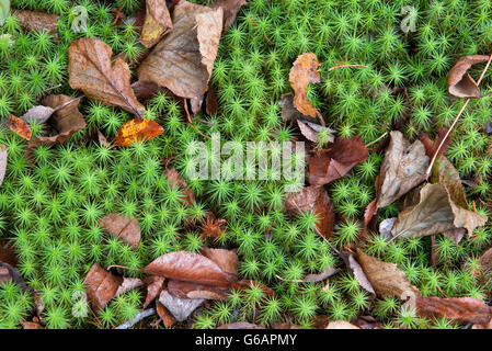 Star moss (Tortula princeps Stock Photo - Alamy