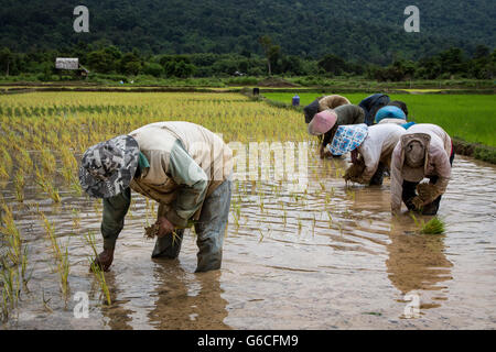 Rice farmers planing rice crop after beginning of monsoon season Stock ...
